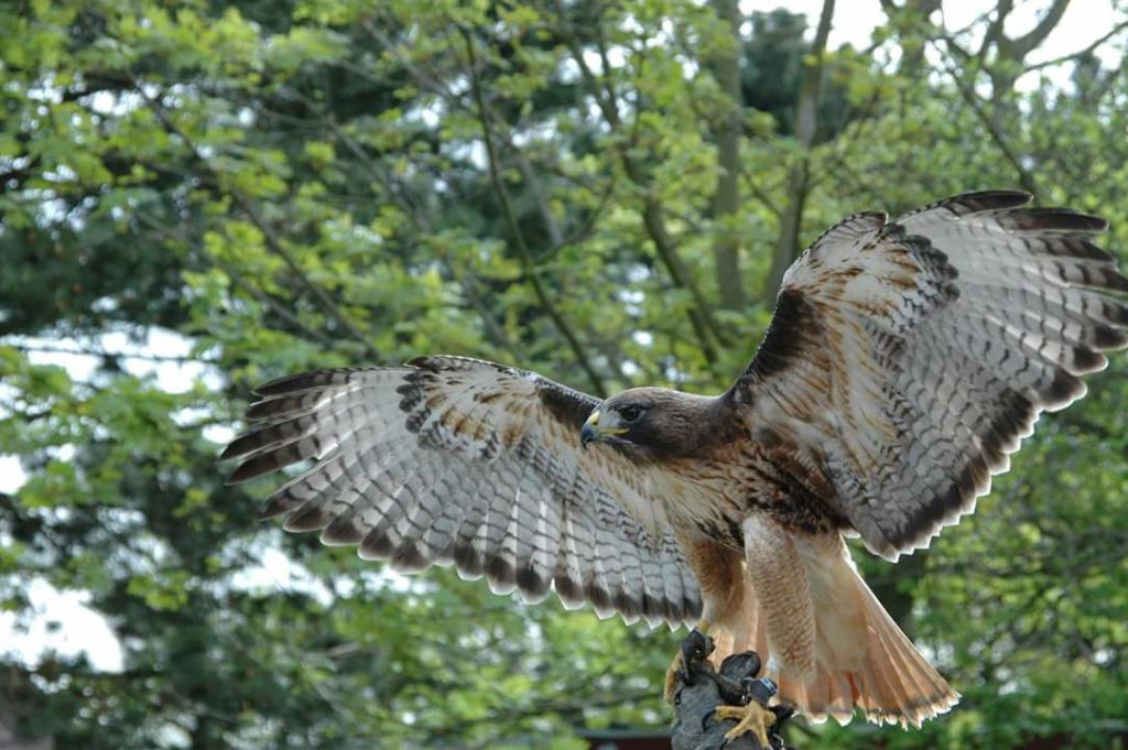 Roofvogels in de wijk – Kruidenstaat