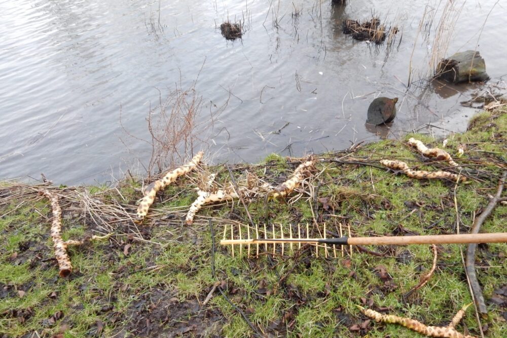 Gele plomp – Kruidenstaat